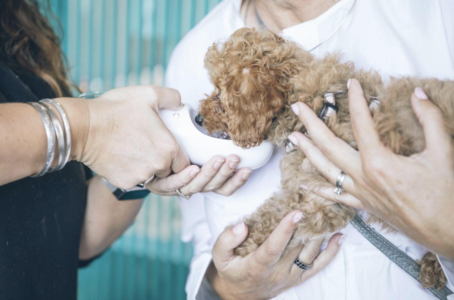 IDEXX Neo Veterinary Payment Processing Explained